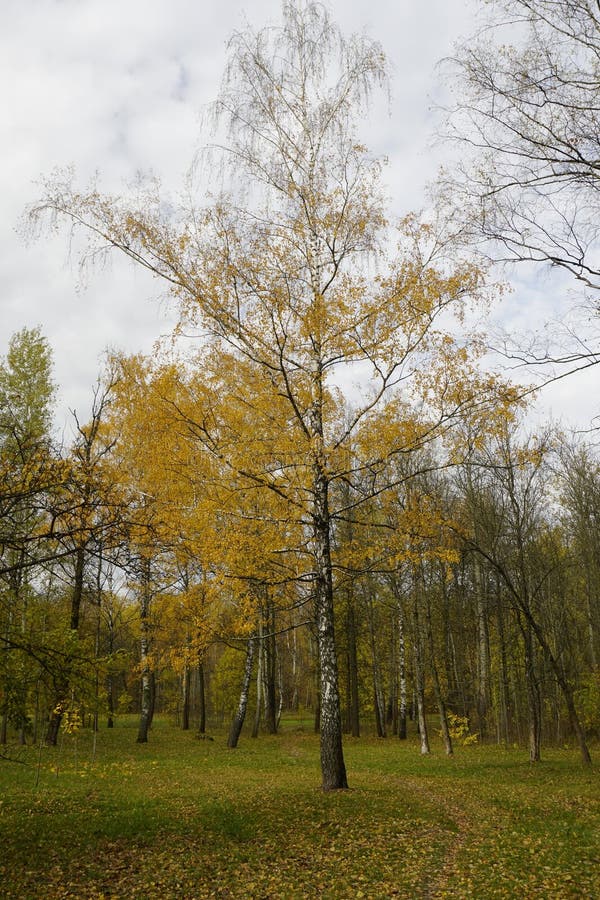 Gold Autumn. October. Trees in the Park in Autumn Attire Stock Photo ...
