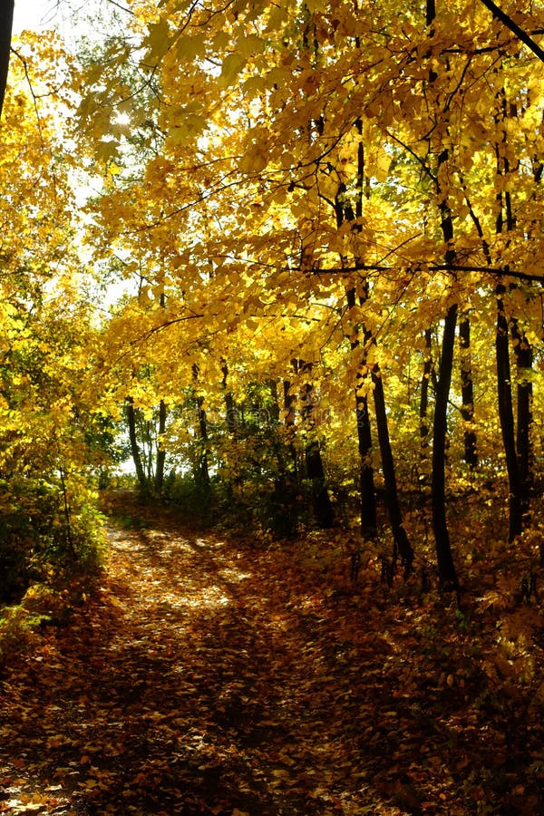 Gold Autumn with Sunlight and Sunbeams in the Forest Stock Photo ...