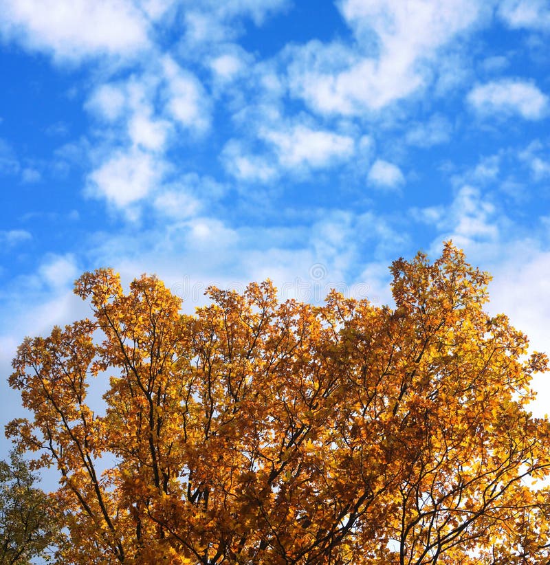 Gold autumn tree stock photo. Image of fall, outdoor, natural - 7118284