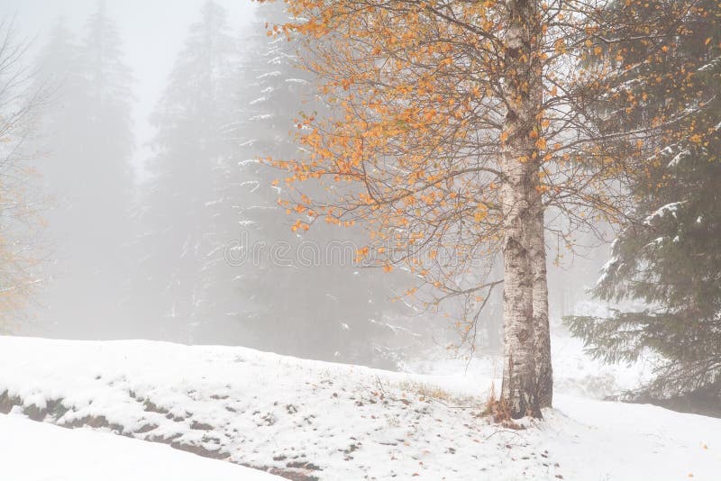 Gold Autumn Tree in Snow Alpine Forest Stock Image - Image of wild ...