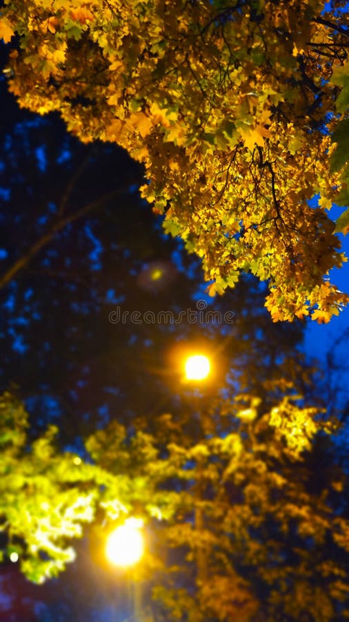 Gold autumn. Yellow trees stock image. Image of evening - 160619977