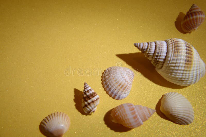 Shells on gold background. stock photo. Image of summer - 127030894