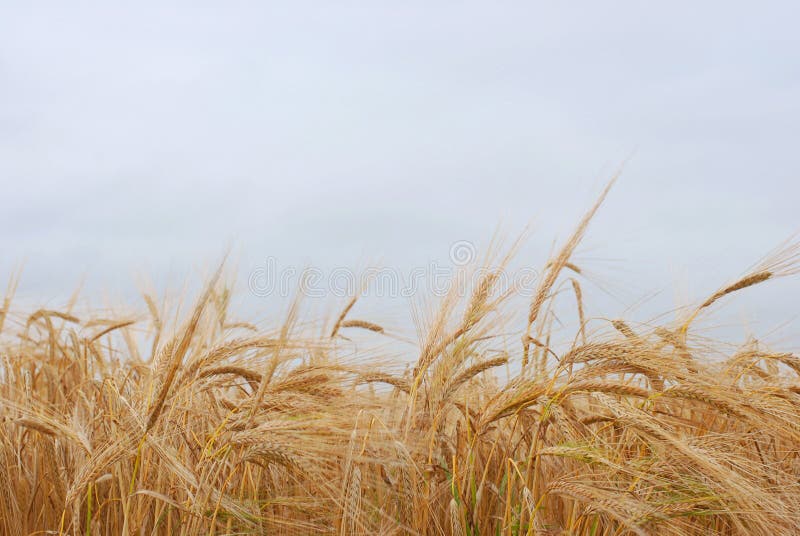 Gold Barley Picture. Image: 6174767