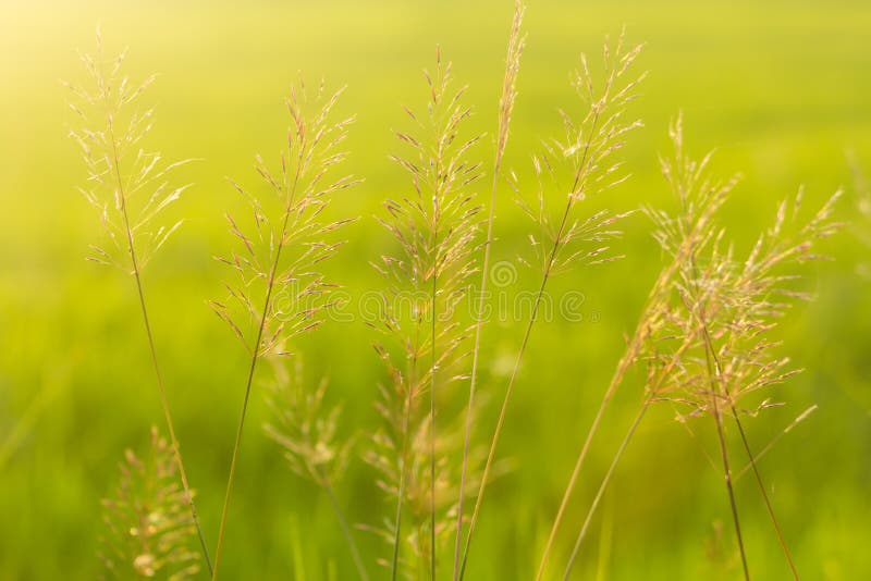 Gold beard grass stock image. Image of color, outdoor - 121462785