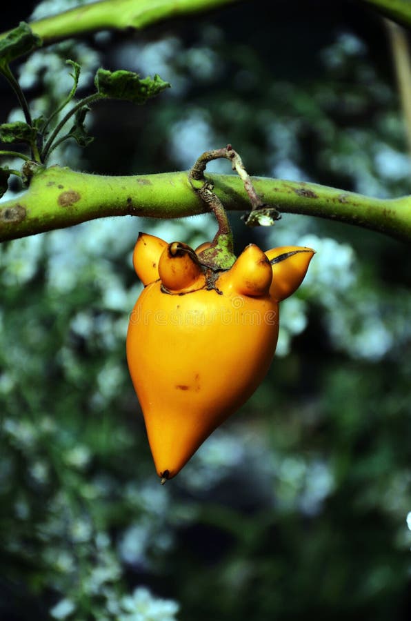 Gold Berry stock photo. Image of golden, plant, mamma - 24419680