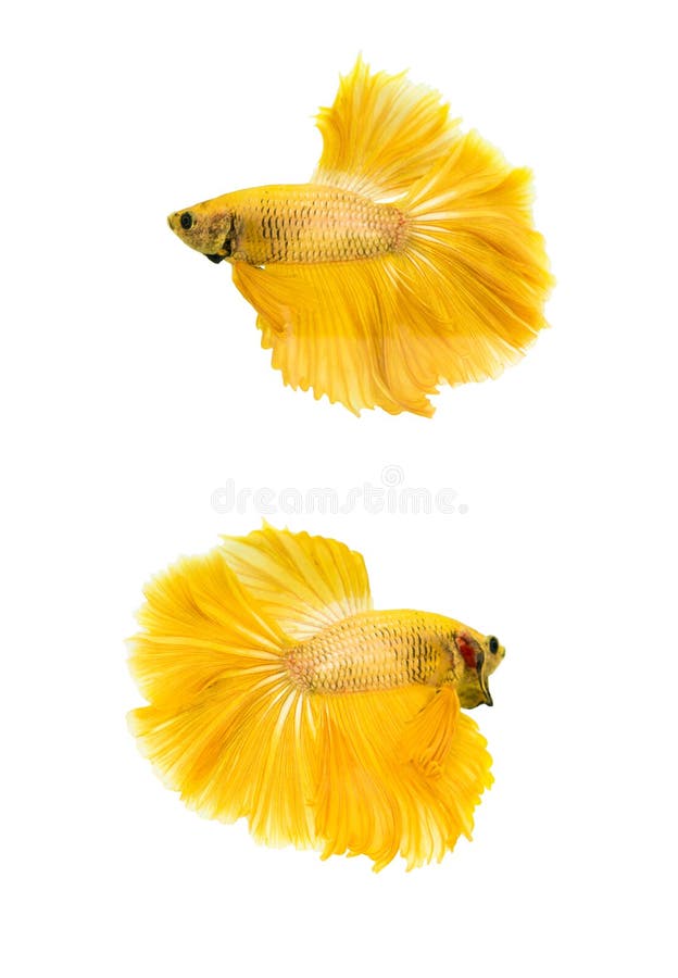Gold Betta Fish, Fighting Fish , Siamese Fighting Fish Isolated Stock ...