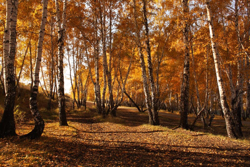 Autumn birch forest stock image. Image of birches, branches - 11603281