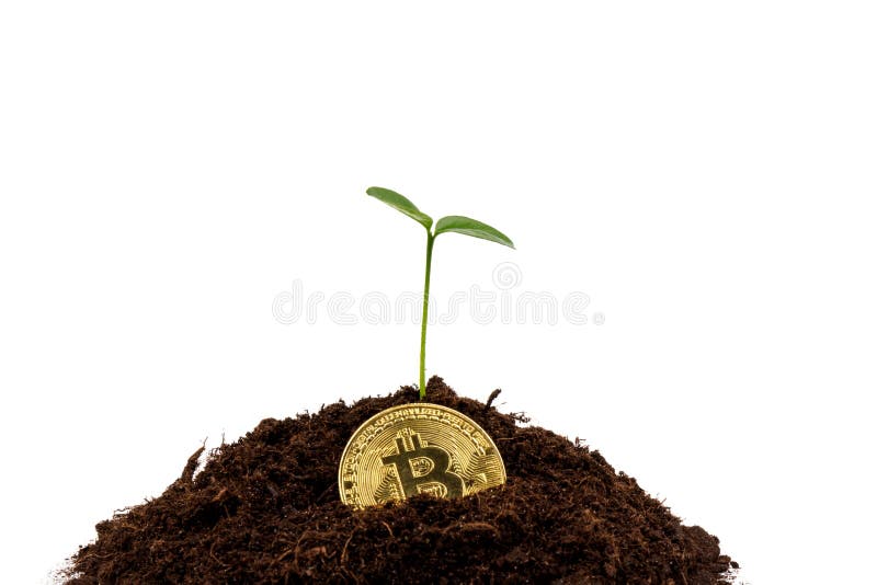 Gold Bitcoin in the Soil with a Young Plant. the Concept of ...