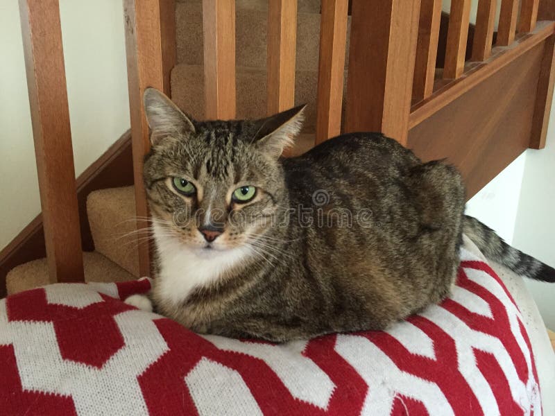 Tabby Cat with Leopard Markings Stock Photo - Image of marking, gold ...
