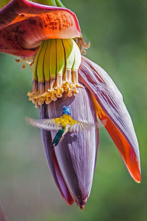 Gold Blue Hummingbird And Flower Stock Photo - Image: 53131199