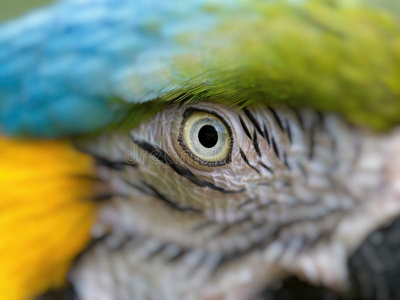 Gold and Blue Macaw Close-up Stock Image - Image of claw, branch: 196163883