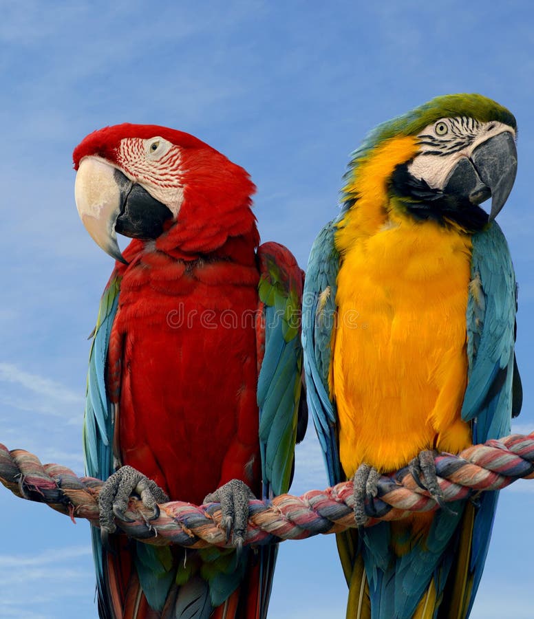 Gold and Blue Macaw with a Scarlet Macaw Stock Photo - Image of color ...