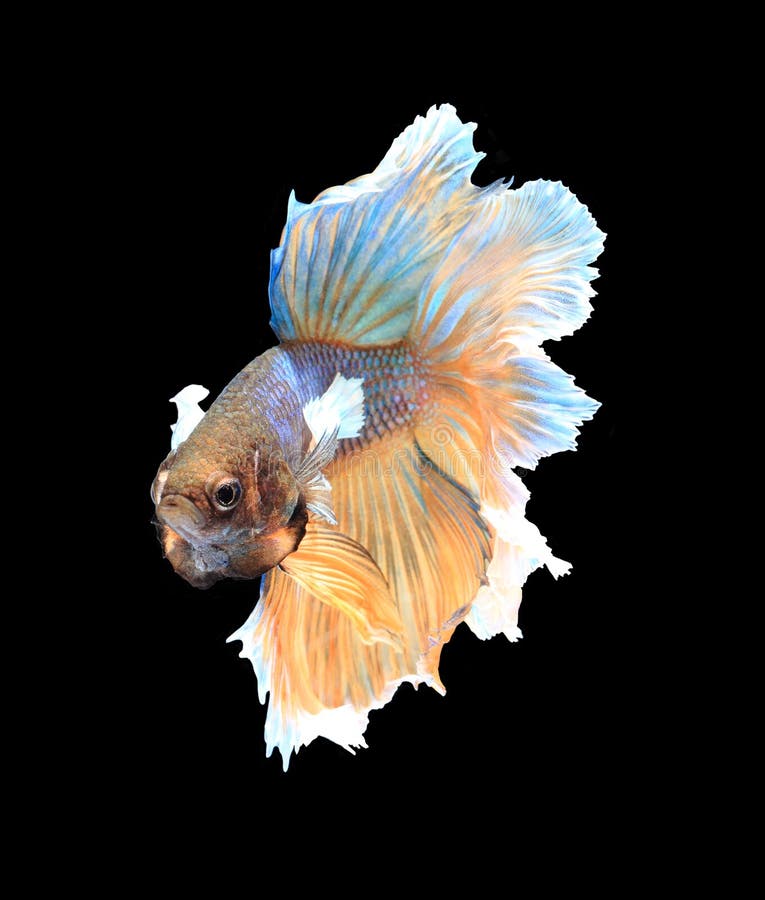 Gold and Blue Siamese Fighting Fish, Betta Fish Isolated on Blac Stock ...