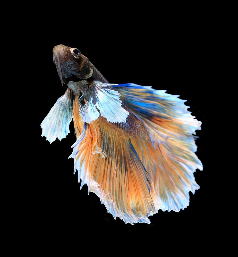 Gold and Blue Siamese Fighting Fish, Betta Fish Isolated on Blac Stock ...
