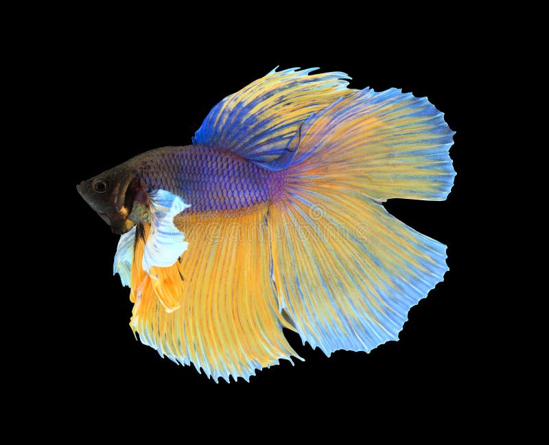 Blue and Red Siamese Fighting Fish, Betta Fish Isolated on Black Stock ...