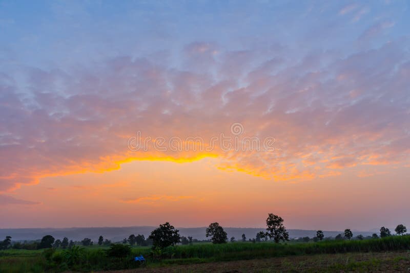 Gold and Blue Sunset Sky and Rice Fields Stock Photo - Image of climate ...