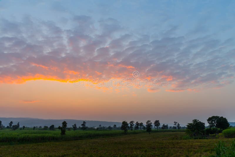 Gold and Blue Sunset Sky and Rice Fields Stock Image - Image of dawn ...