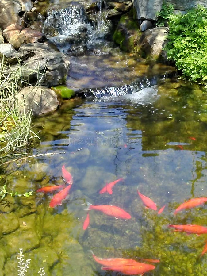 Gold at the bottom stock photo. Image of waterfall, pond - 146875804