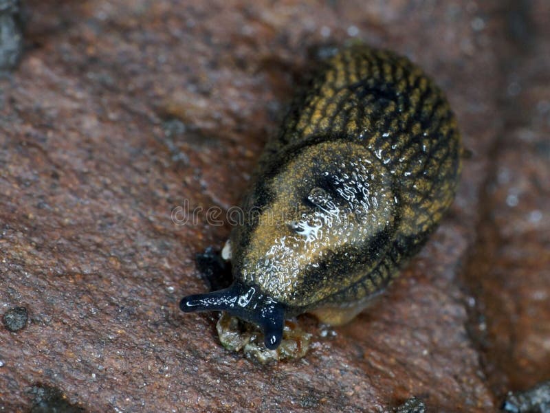 Gold and brown slug stock photo. Image of camera, gold - 270881464
