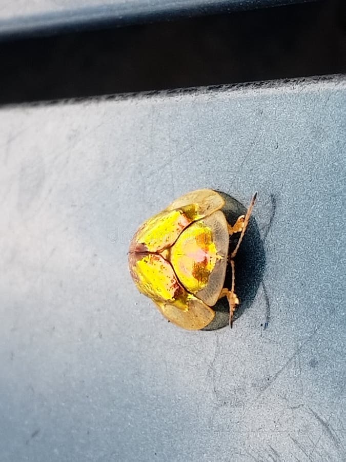 Gold Bug Beetle Insect Insects Stock Photo - Image of insect, beetle ...