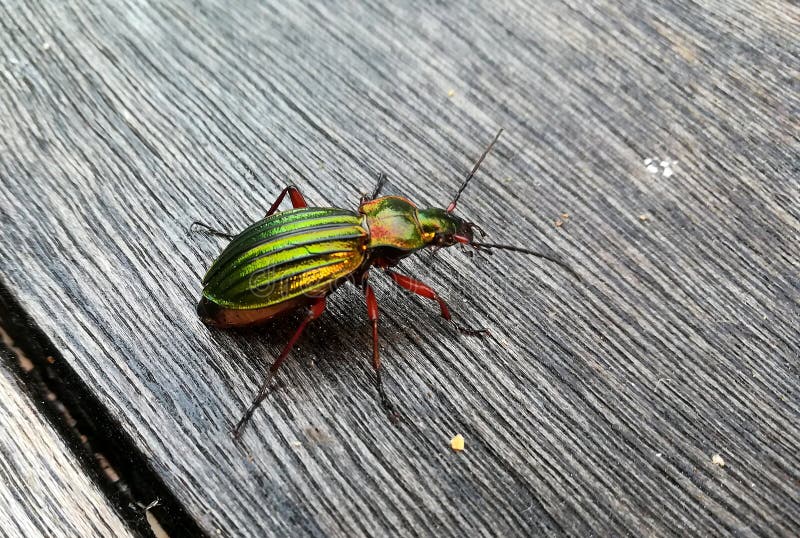 Gold bug on wood ground stock photo. Image of carabus - 93761828