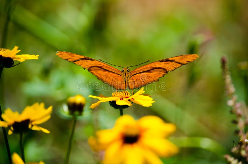 Butterfly Taking Off Stock Photos - Free & Royalty-Free Stock Photos ...