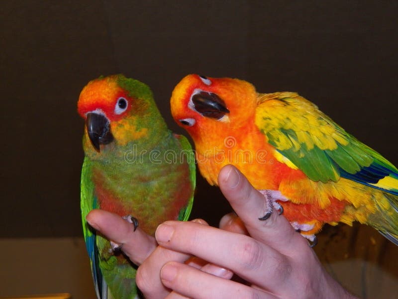 Gold-capped and sun conure stock image. Image of gold - 76591649