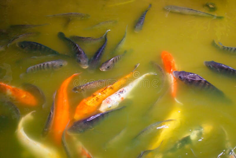Gold Carp and Other Fish in the Pond. Stock Image - Image of goldfish ...