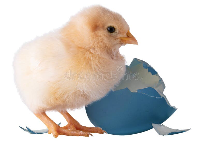 Gold Chick in Front of a Broken Blue Egg Stock Photo - Image of ...