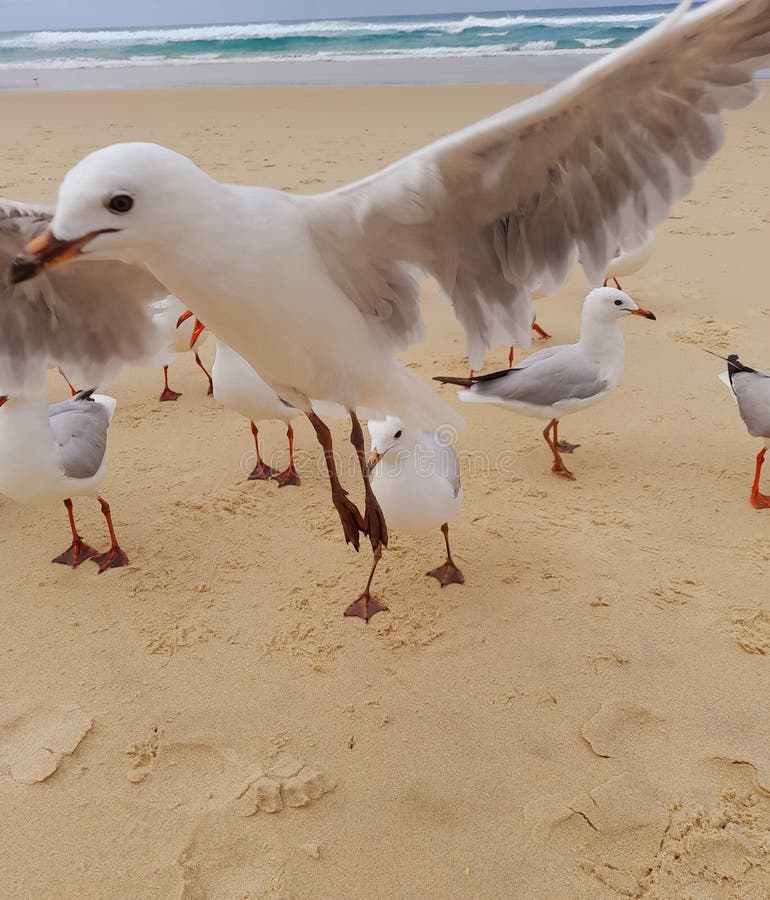 Gold Coast Australia Fly High Seagul Stock Photo - Image of high ...