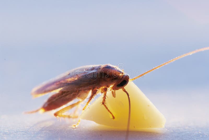 Gold Cockroach Cheese Stock Photos - Free & Royalty-Free Stock Photos ...