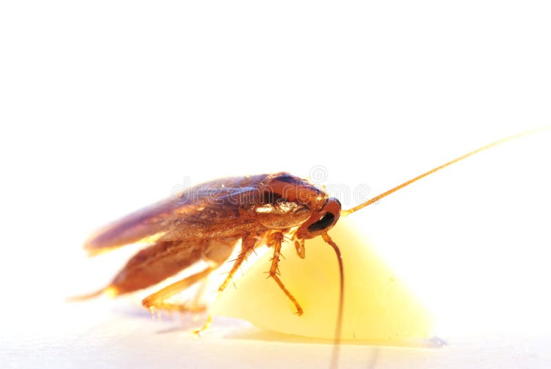 Gold Cockroach Cheese Stock Photos - Free & Royalty-Free Stock Photos ...