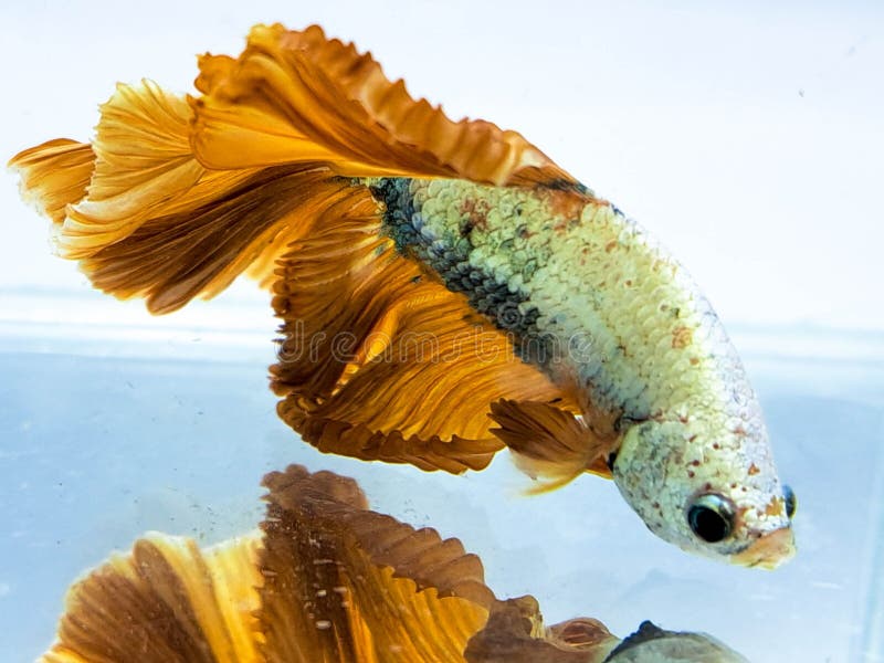 Gold color betta fish stock photo. Image of cuisine - 251630748