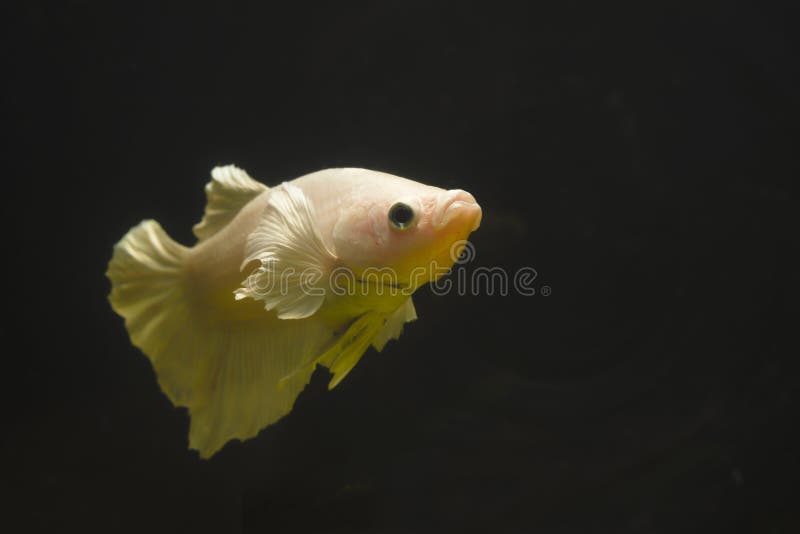 Gold Color Betta Fish Background with Copy Space Stock Photo - Image of ...