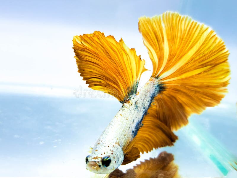 Gold color betta fish stock image. Image of sunlight - 251630747