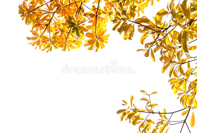 Gold Color Leaves on Clear Sky and Sunlight Background Stock Photo ...