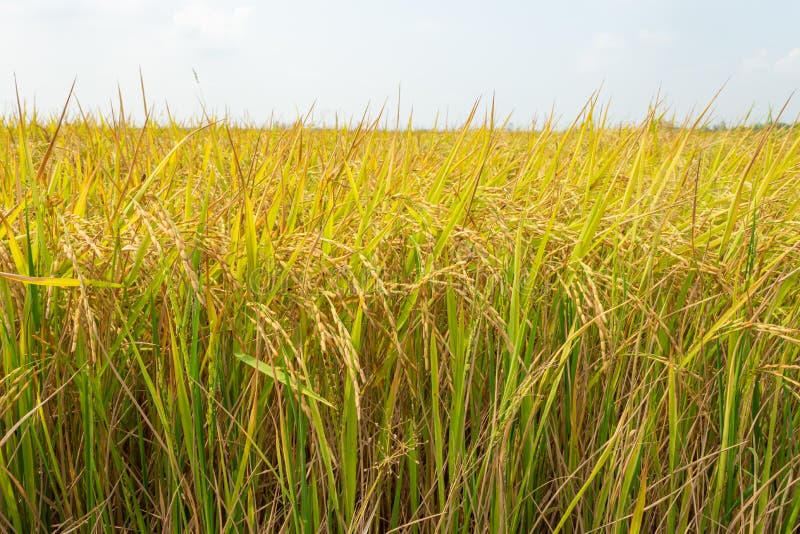 Gold Color Rice Field Jasmine Rice in Thailand Stock Photo - Image of ...