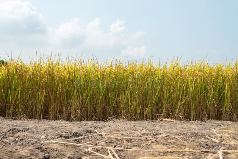 Gold Color Rice Field Jasmine Rice in Thailand Stock Photo - Image of ...