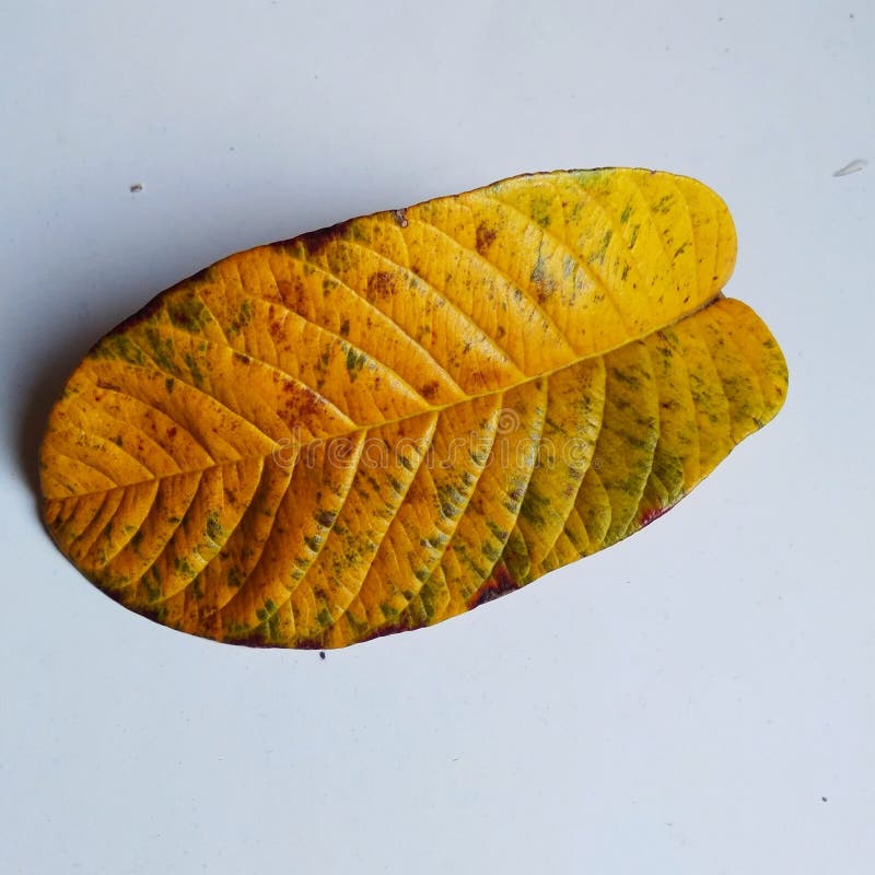 Gold Color Withered Guava Leaves Stock Photo - Image of branch, flower ...