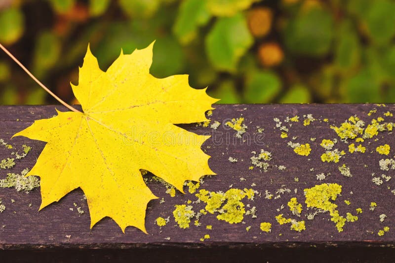 Gold Colored Autumn Leaf on Wood Stock Photo - Image of multi, change ...