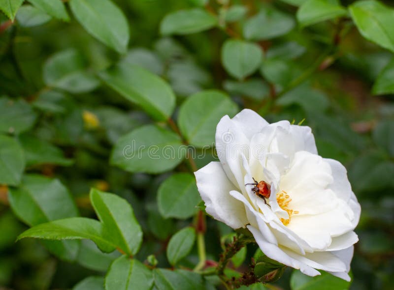 A large bug on a rose stock image. Image of resource - 242381551