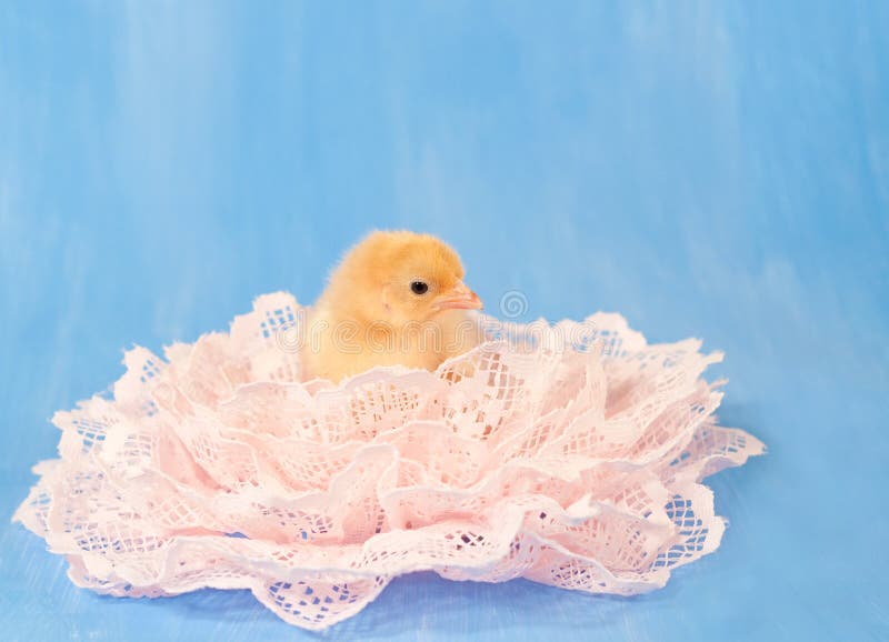 Tiny Gold Colored Easter Chick in Grass Stock Photo - Image of ...