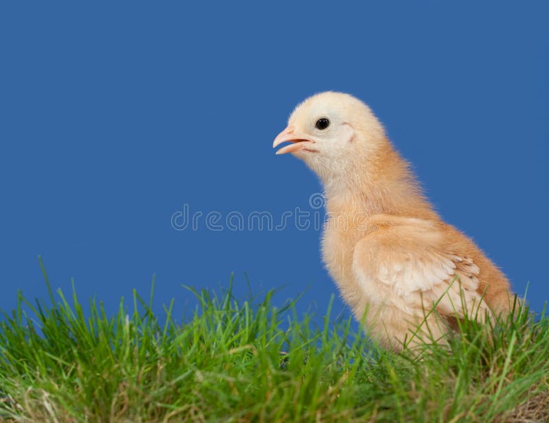 Tiny Gold Colored Easter Chick in Grass Stock Photo - Image of ...