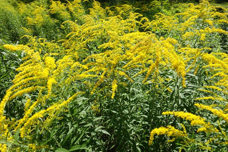 Gold Colored Flowers of Solidago Canadensis Stock Photo - Image of ...
