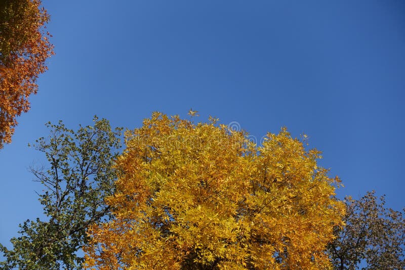 1,360 Ash Fall Gold Tree Stock Photos - Free & Royalty-Free Stock ...