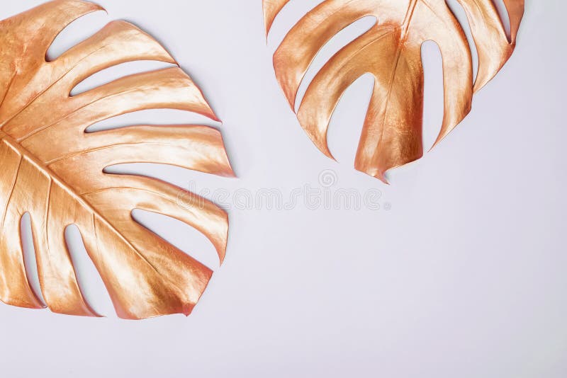 Gold Colored Monstera Plant Leaves and Copy Space. Stock Photo - Image ...