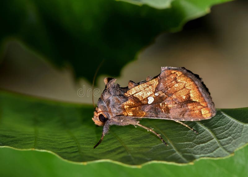 Gold Colored Moth Roosting on a Leaf. Stock Photo - Image of arthropod ...