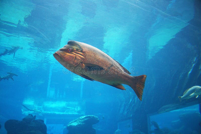 GOLD COLOURED FISH in an AQUARIUM Stock Photo - Image of background ...