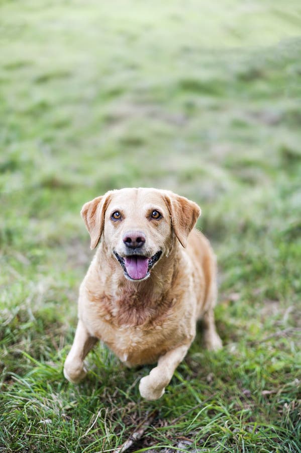 Gold Coloured Labrador Retriever Isolated Against A Meadow Background