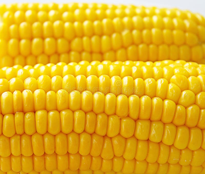 Gold corn stock photo. Image of healthy, corn, shucked - 10683822